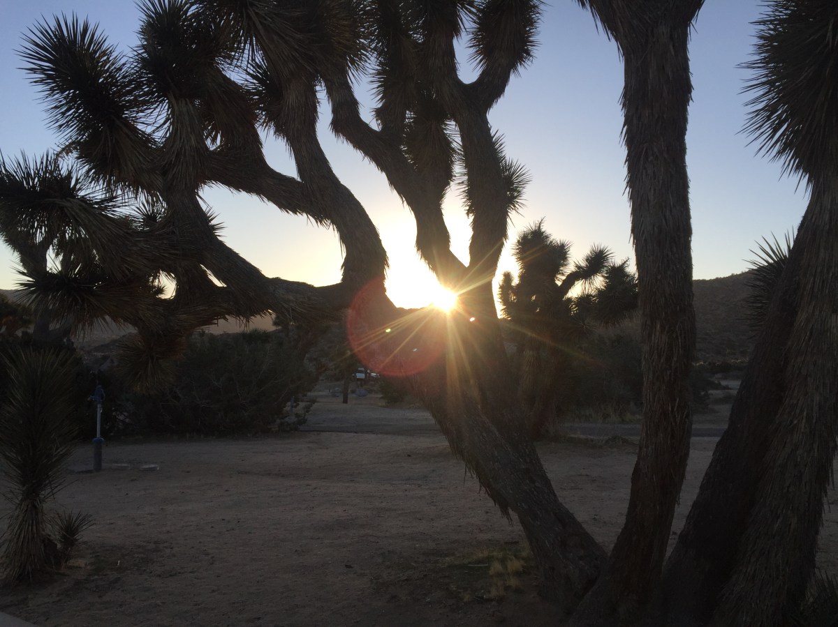 Joshua Tree National Park – Black Rock Campground – ExploringNewHites